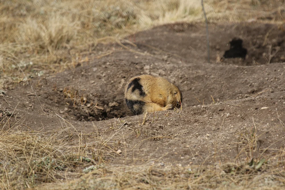 Prairie Dogs Mating