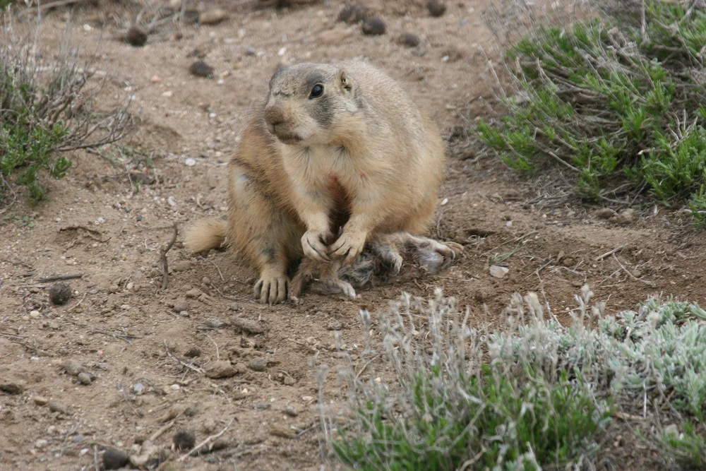 Whats The Difference Between A Ground Squirrel And A Prairie Dog