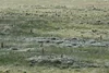 The Prey Animal — The Prairie Dog Project