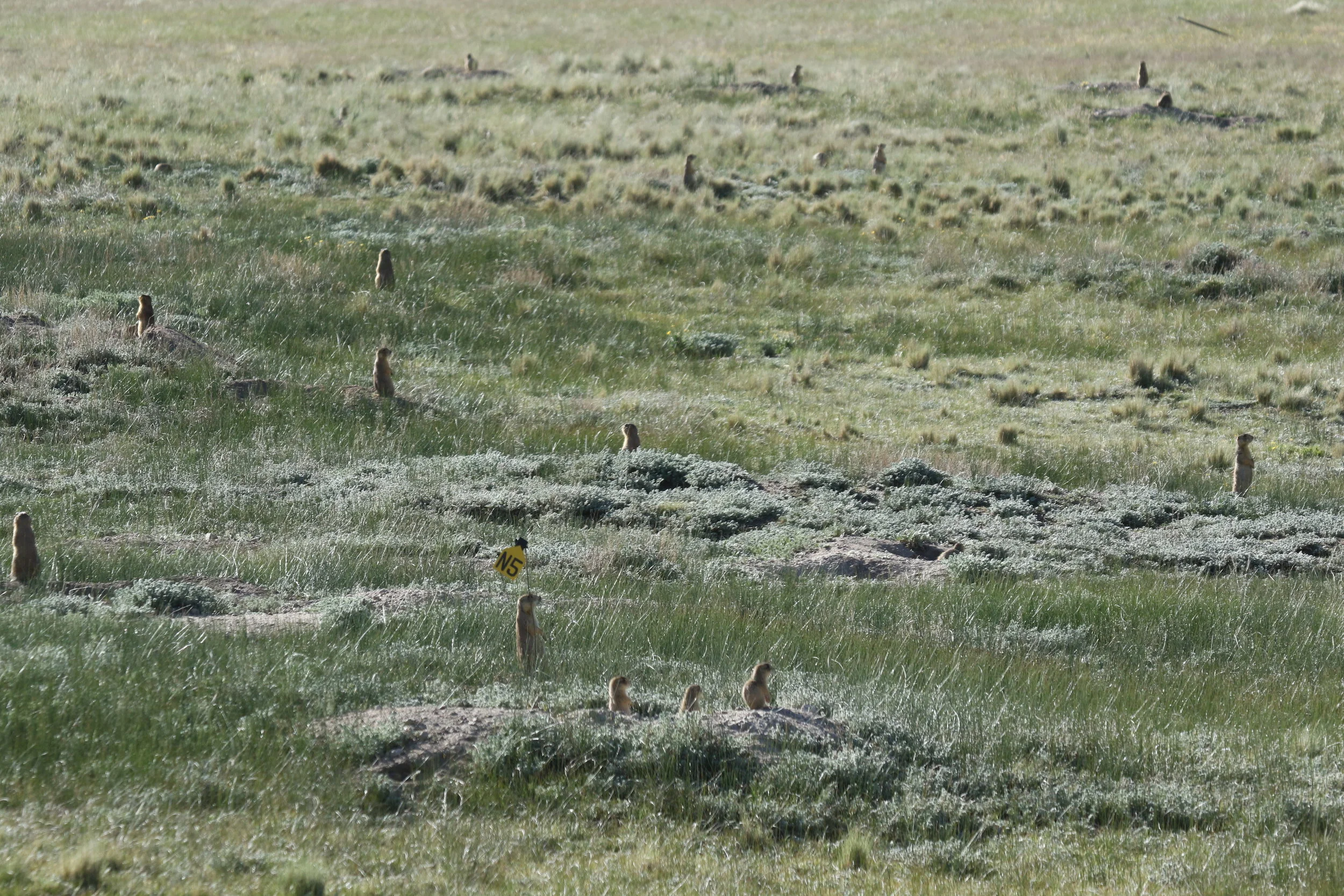 The Prey Animal — The Prairie Dog Project