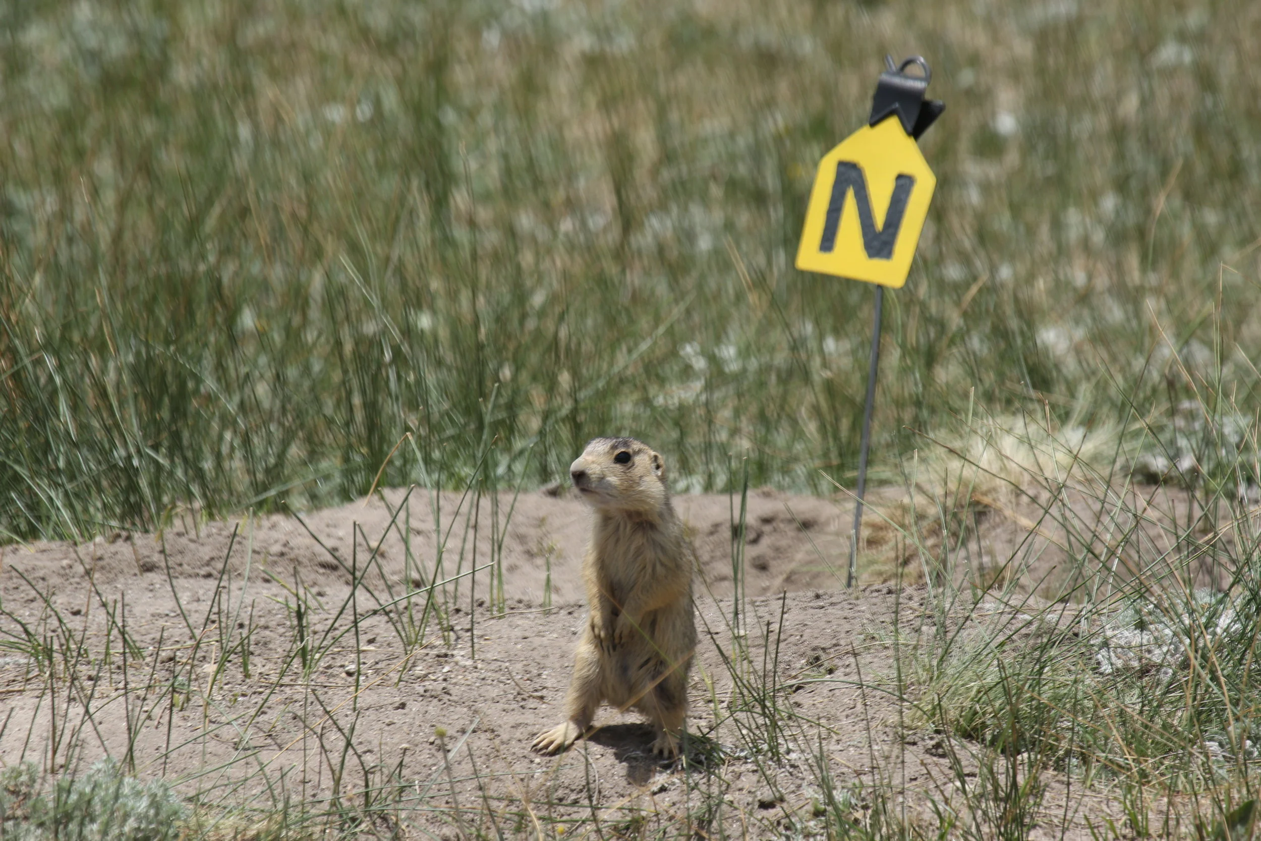 The Prey Animal — The Prairie Dog Project