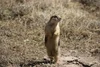The Prey Animal — The Prairie Dog Project
