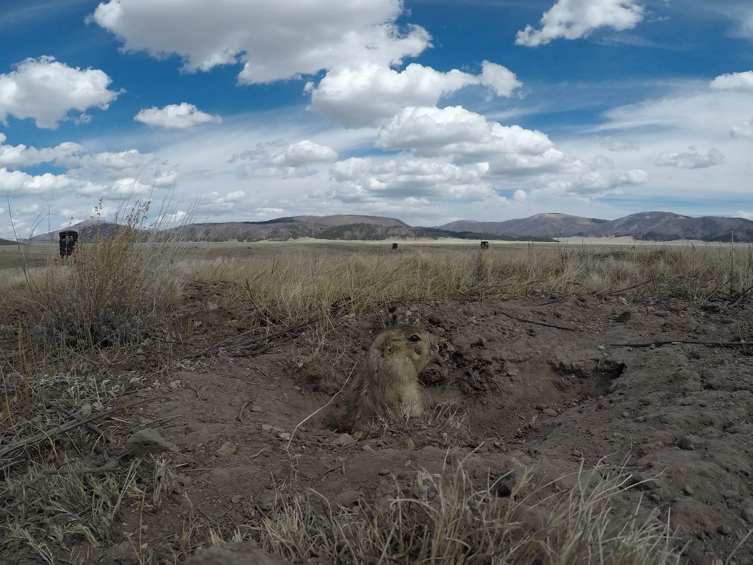 The Prey Animal — The Prairie Dog Project