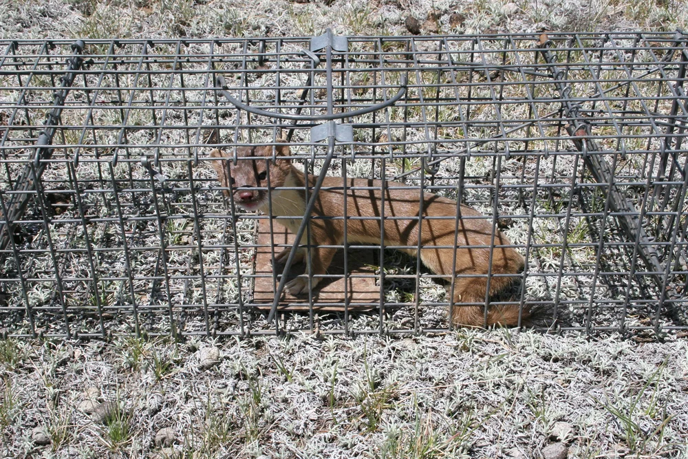 The Prey Animal — The Prairie Dog Project