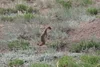 The Prey Animal — The Prairie Dog Project