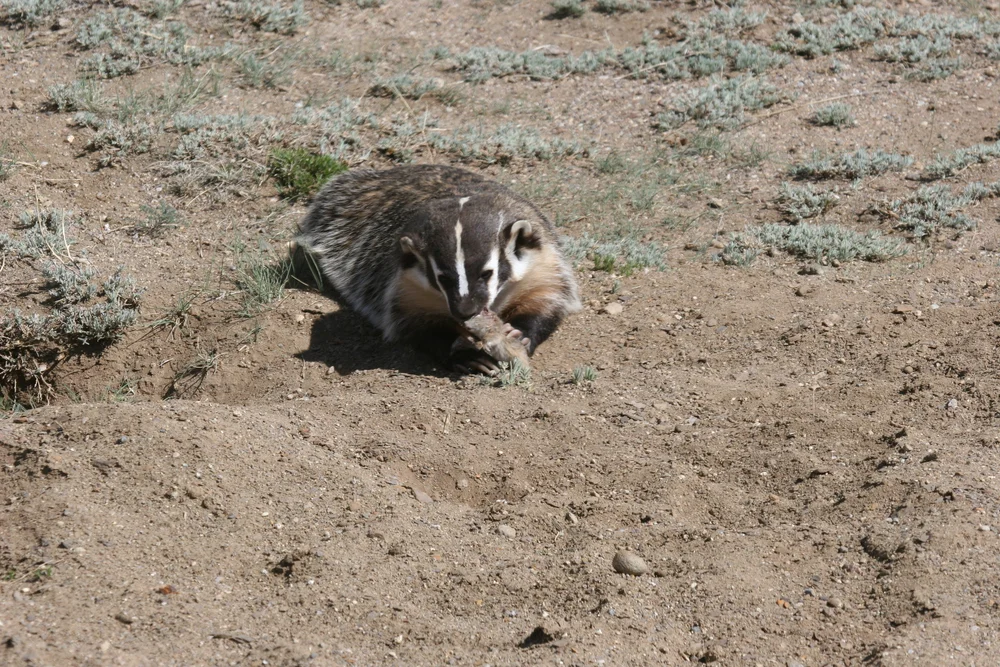 What Are Prairie Dogs Predators