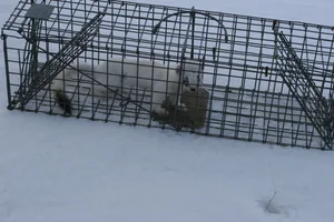 The Prey Animal — The Prairie Dog Project