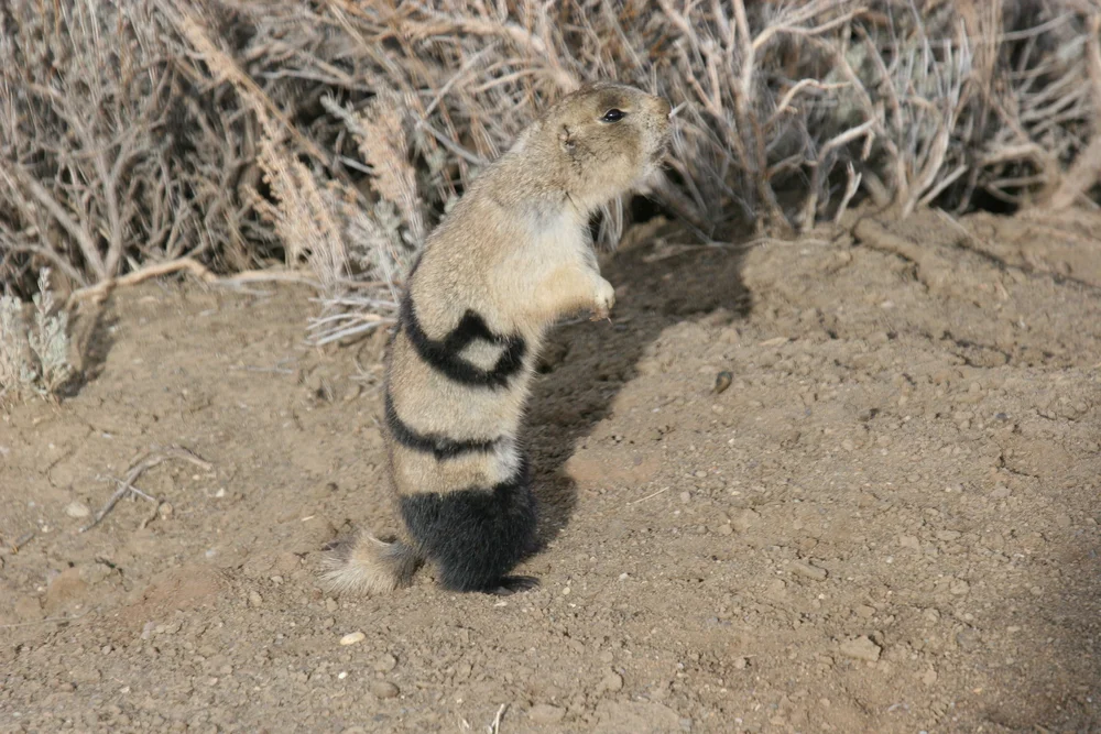 What Sounds Do Prairie Dogs Make
