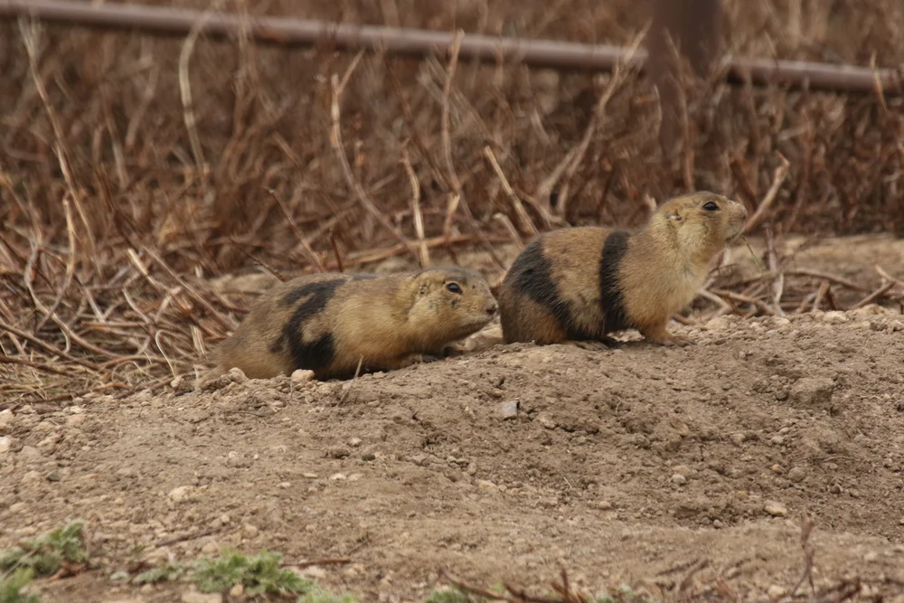 Prairie Dogs Mating