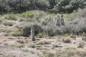 The Prey Animal — The Prairie Dog Project