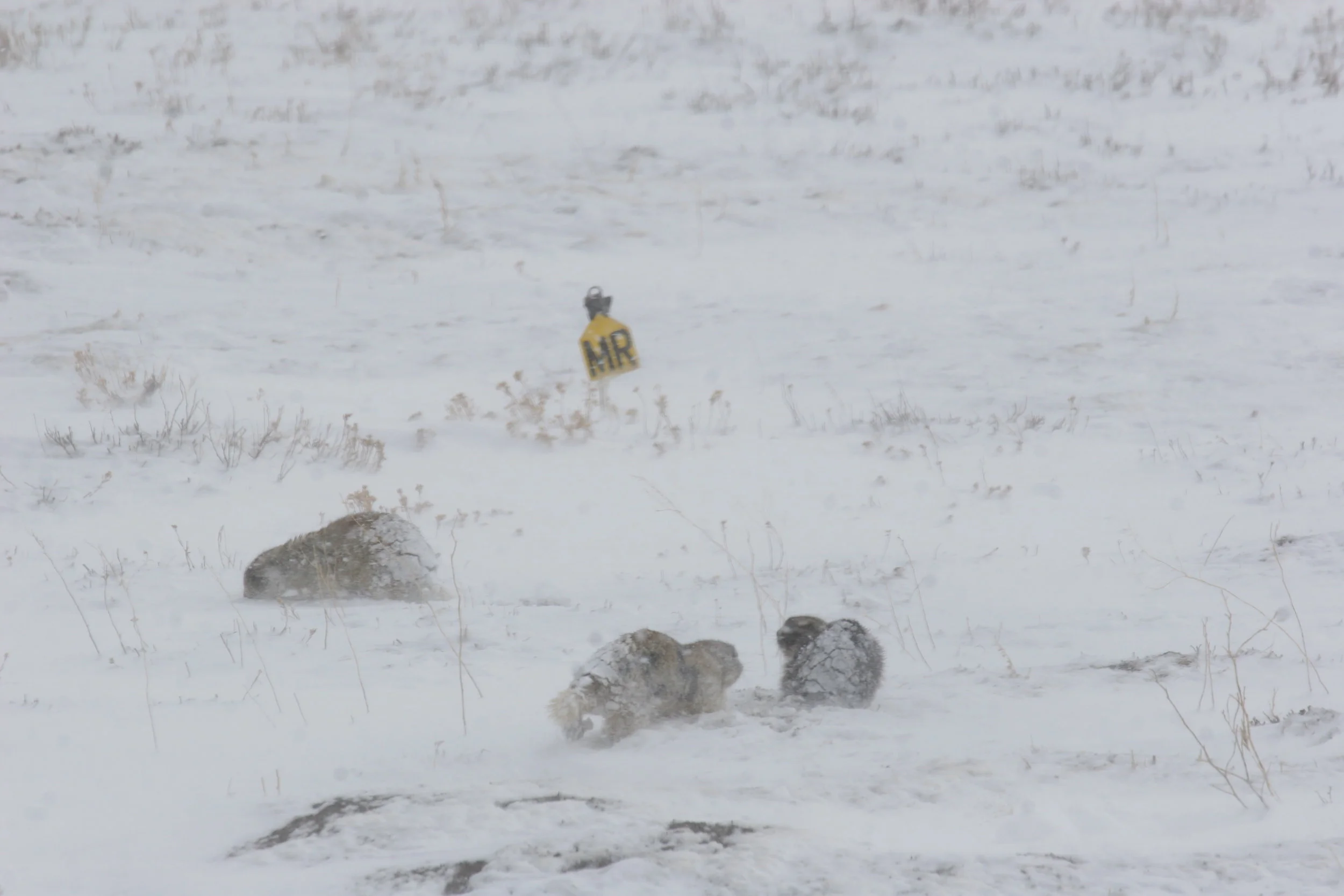 Natural History — The Prairie Dog Project