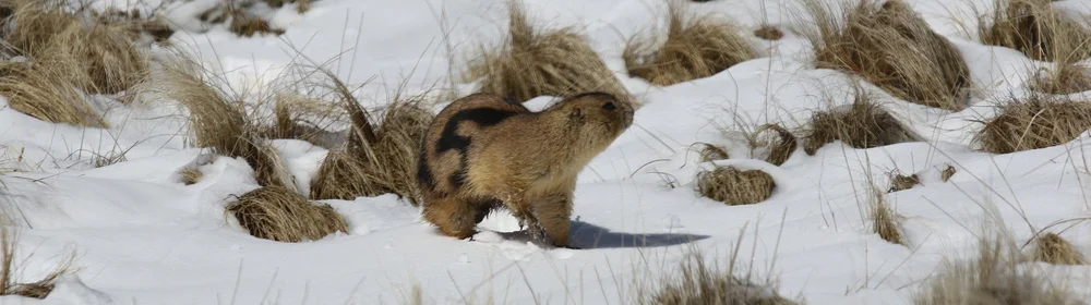 How Do Prairie Dogs Survive Winter
