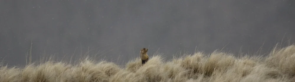 How Can We Protect Prairie Dogs
