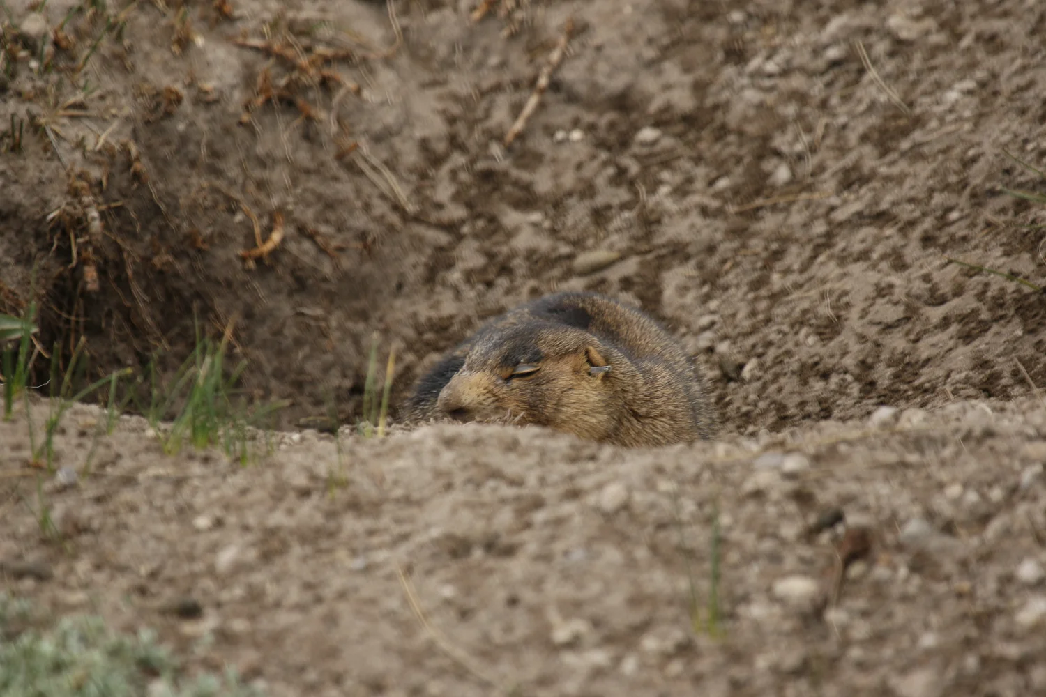 Gallery Portraits in the Prairie — The Prairie Dog Project