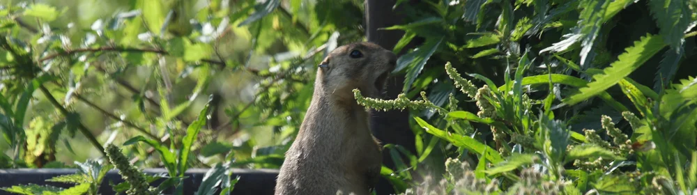 How Do Prairie Dogs Defend Themselves