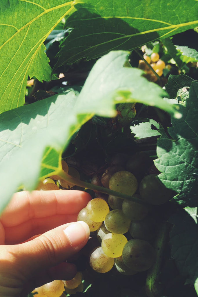 Wine Tasting in the Indiana Uplands — Em's On The Road
