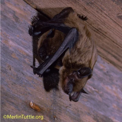 Bat Education Zone — BatBnB