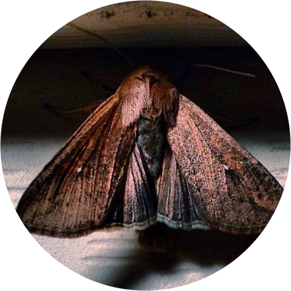 Bat Education Zone — BatBnB