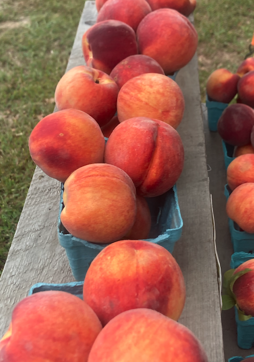 A POEM AND ITS PARODIES -- THIS IS JUST TO SAY...