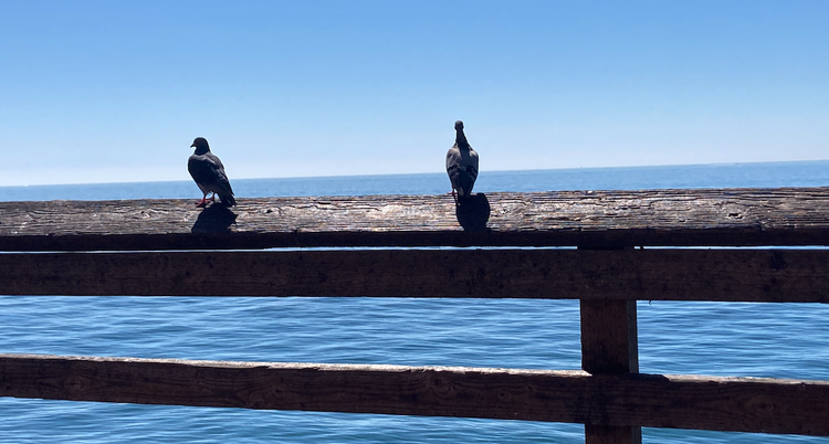 A POEM AND ITS PARODIES -- THIS IS JUST TO SAY...