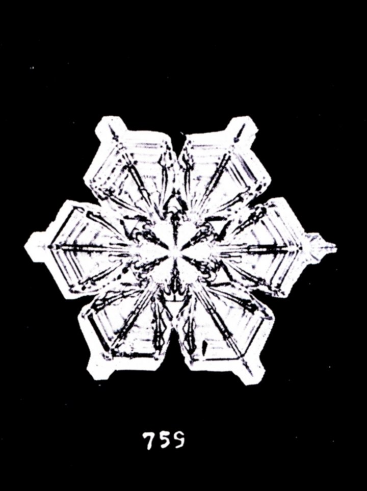 THE "ICE FLOWERS" OF SNOWFLAKE BENTLEY