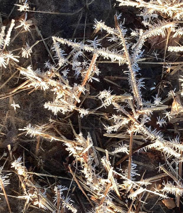 A POEM AND ITS PARODIES -- THIS IS JUST TO SAY...