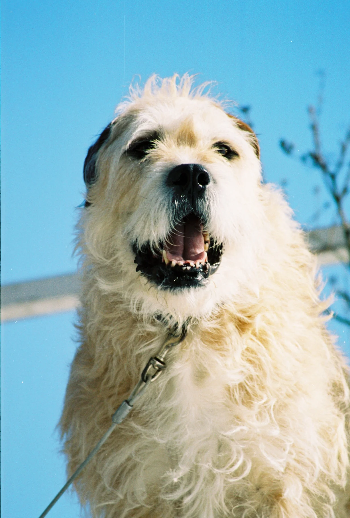 The Beauty of Dogs - Dog Training in the Lehigh Valley, Bethlehem, PA ...