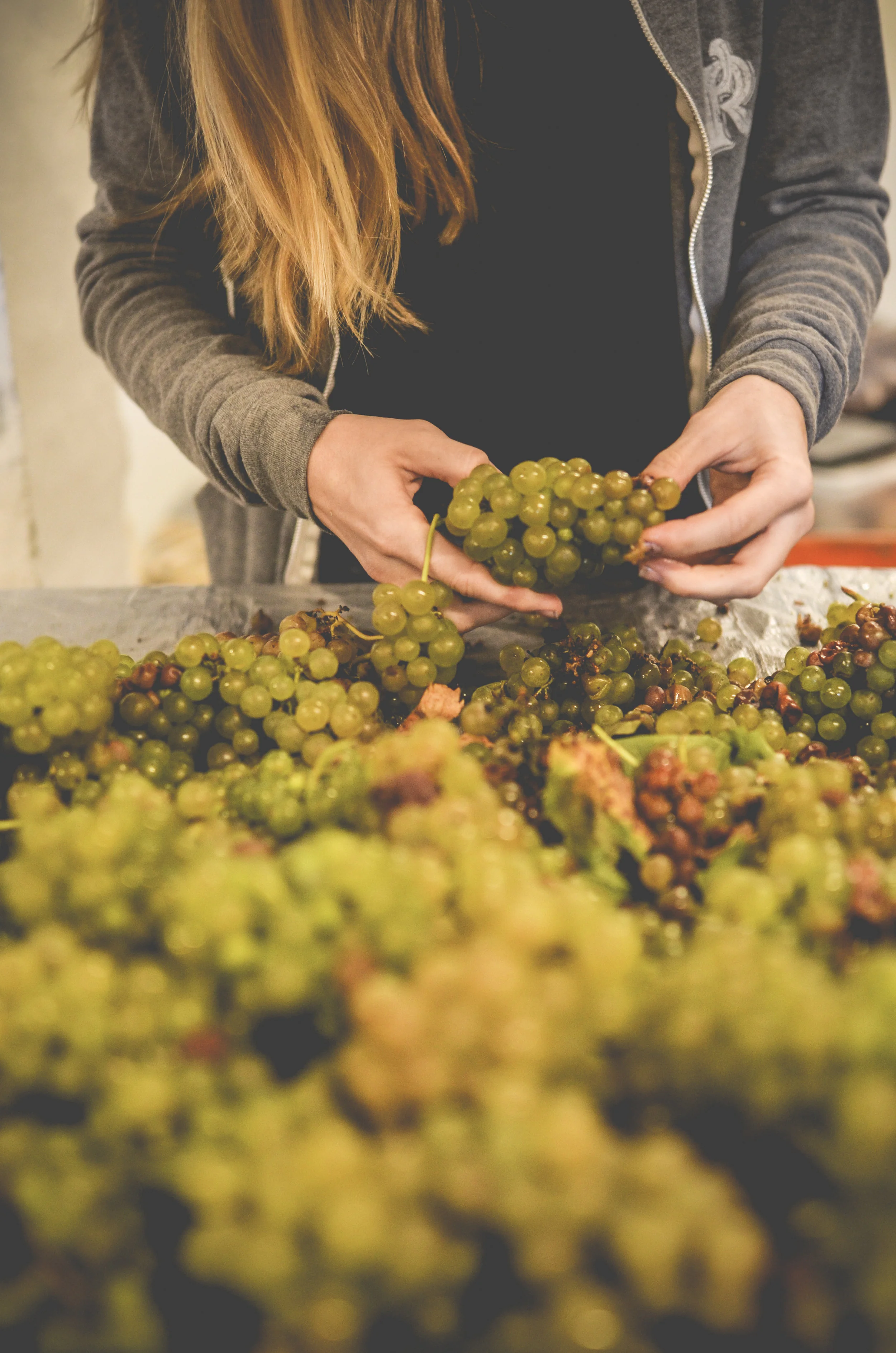 Living Roots Wine & Co. - Shop Gallery