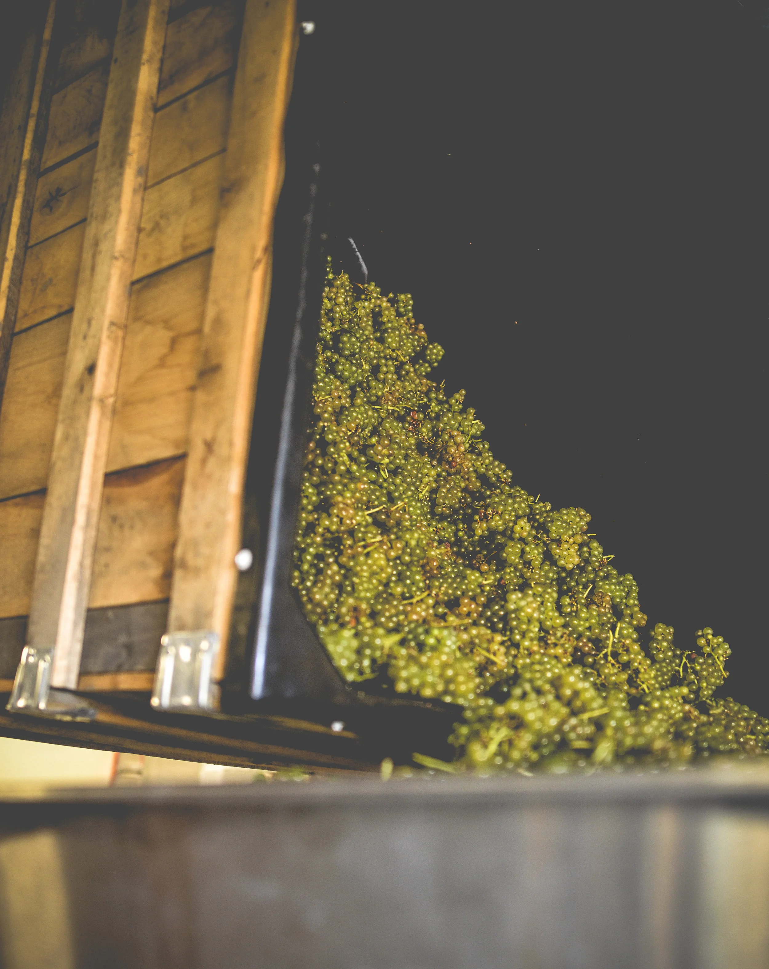 Living Roots Wine & Co. - Shop Gallery