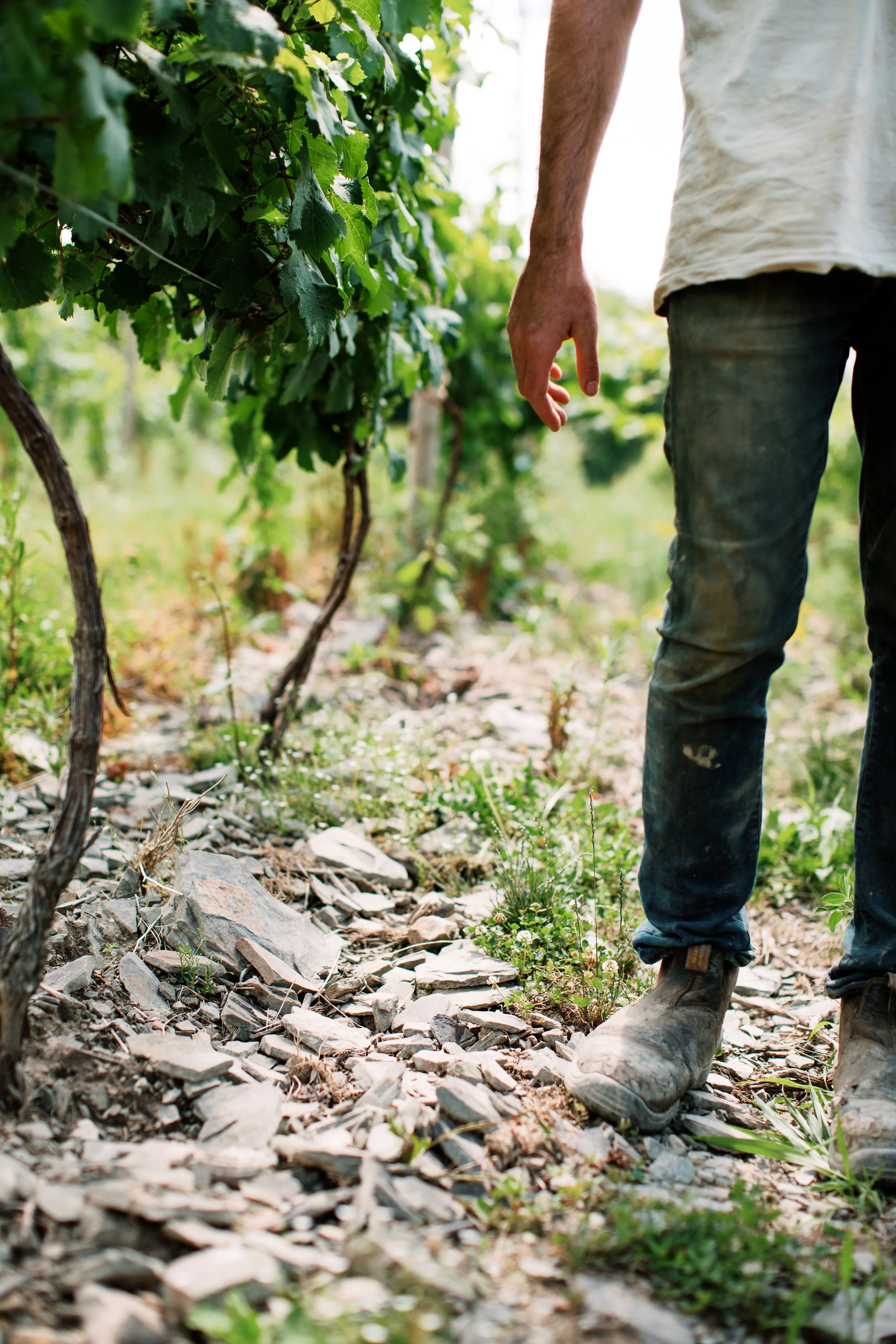 Living Roots Wine & Co.