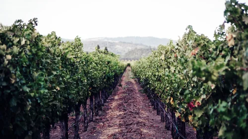 Napa Valley — 6 Degrees