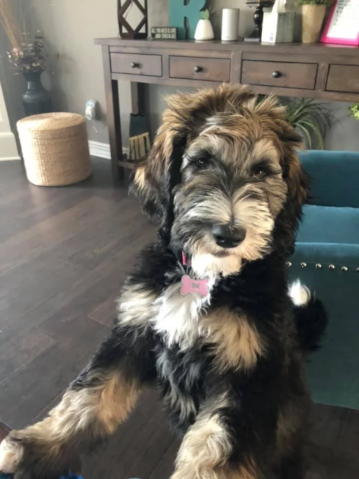 KC Bernedoodles & Labradoodles