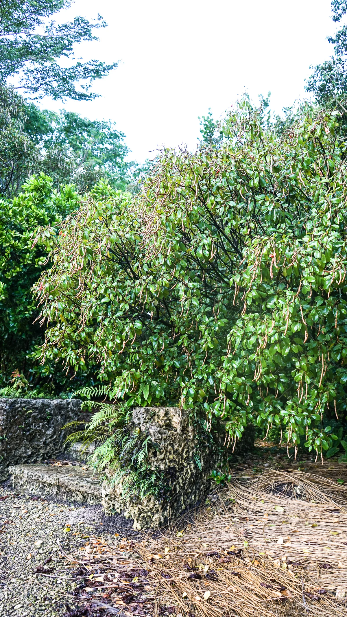 Jamaica Caper (Capparis cynophallophora L.) — Plant Creations