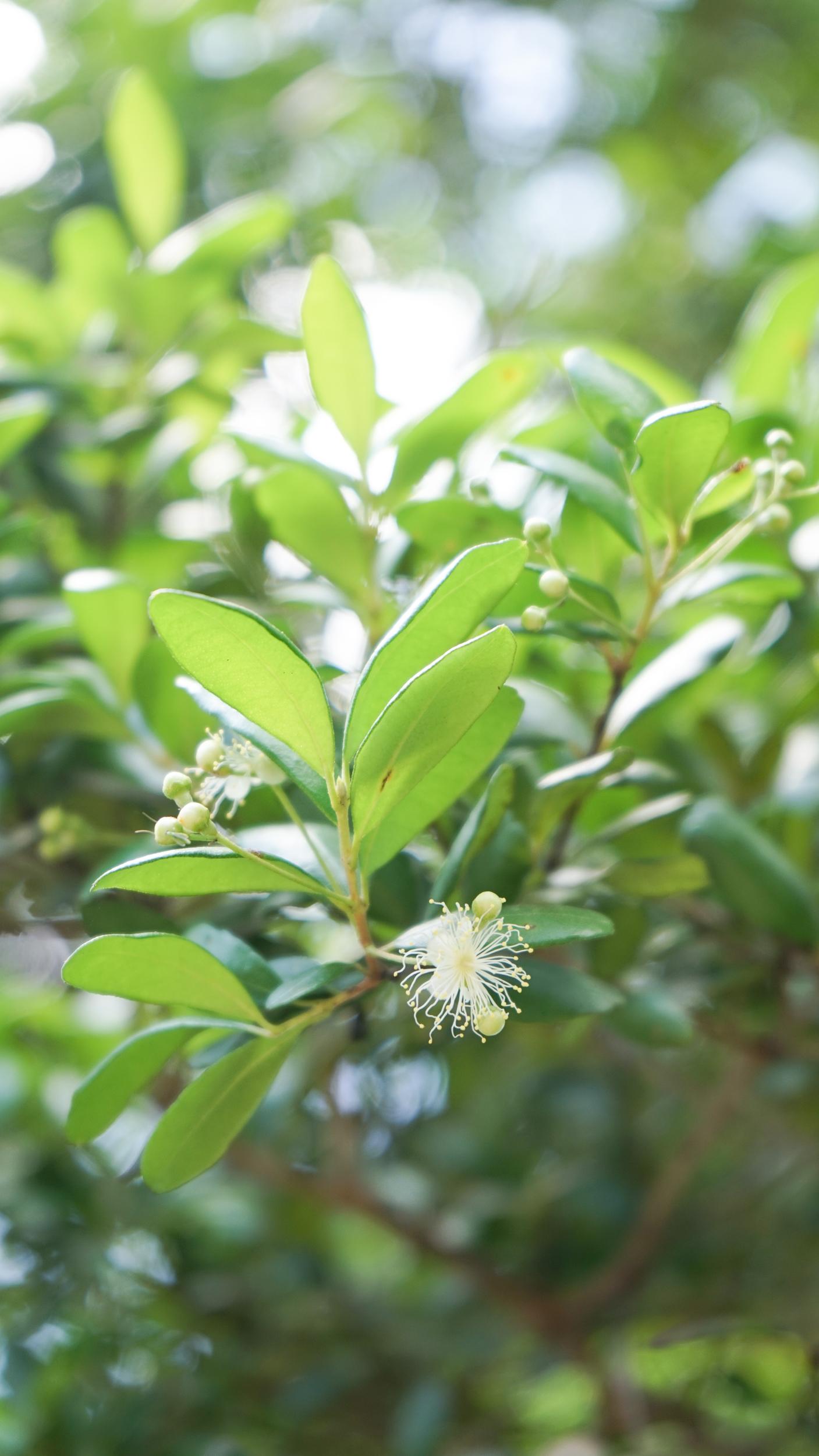 Simpson Stopper (Myrcianthes fragrens) — Plant Creations