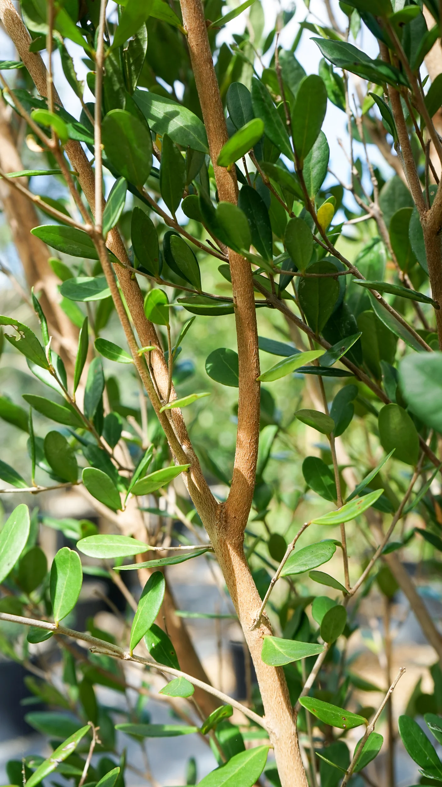 Spanish Stopper (Eugenia foetida) — Plant Creations