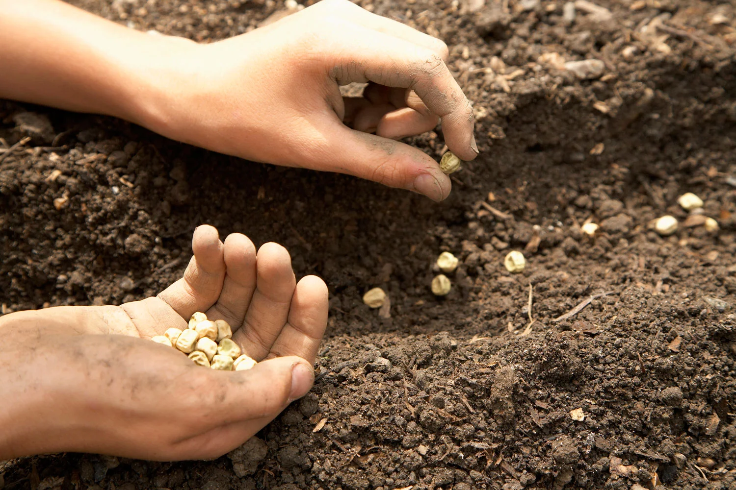 People Planting Seeds