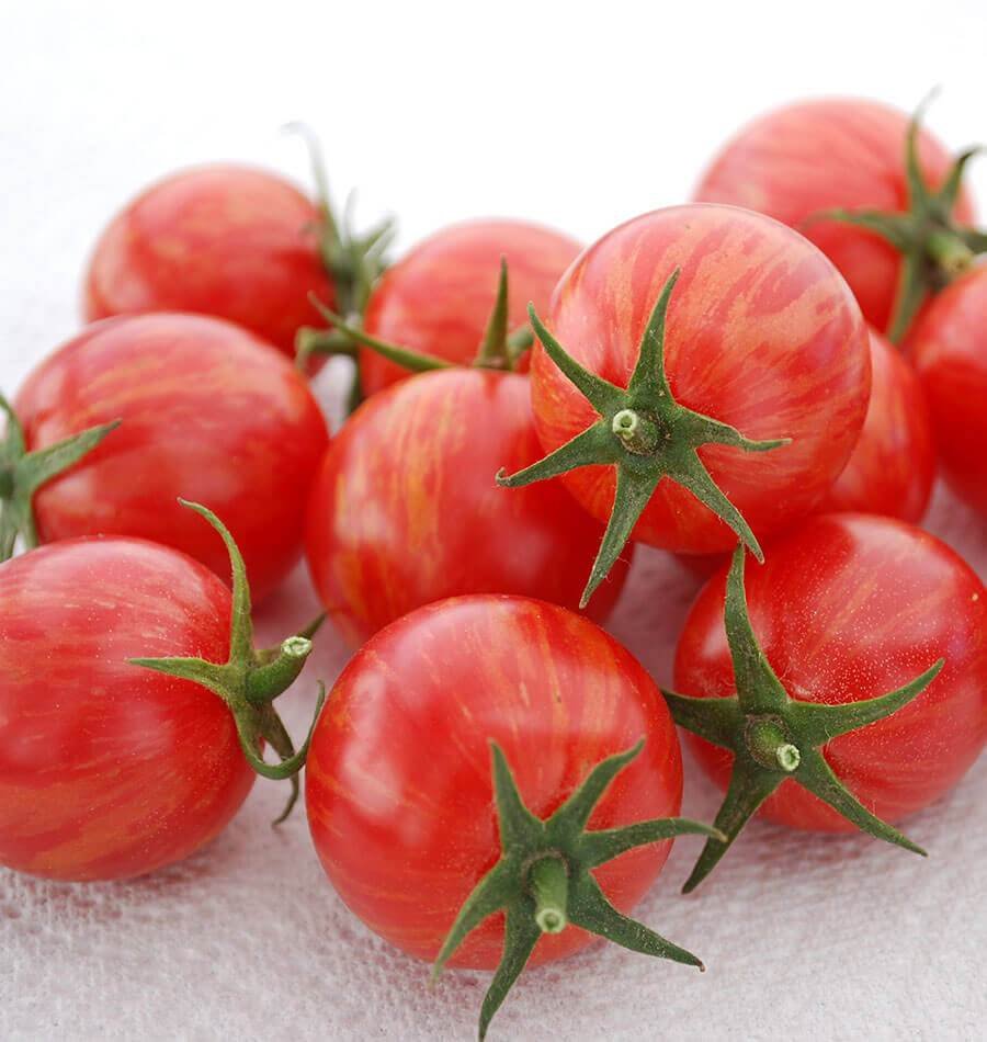 Top Tomatoes — Home Garden Seed Association