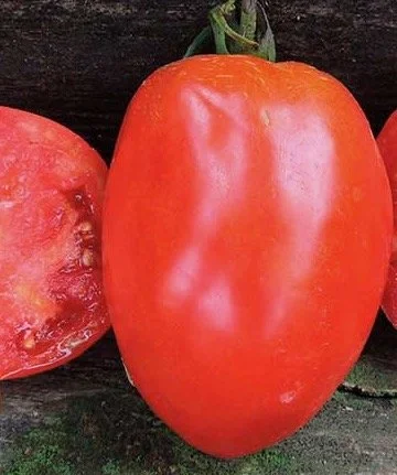 Top Tomatoes — Home Garden Seed Association