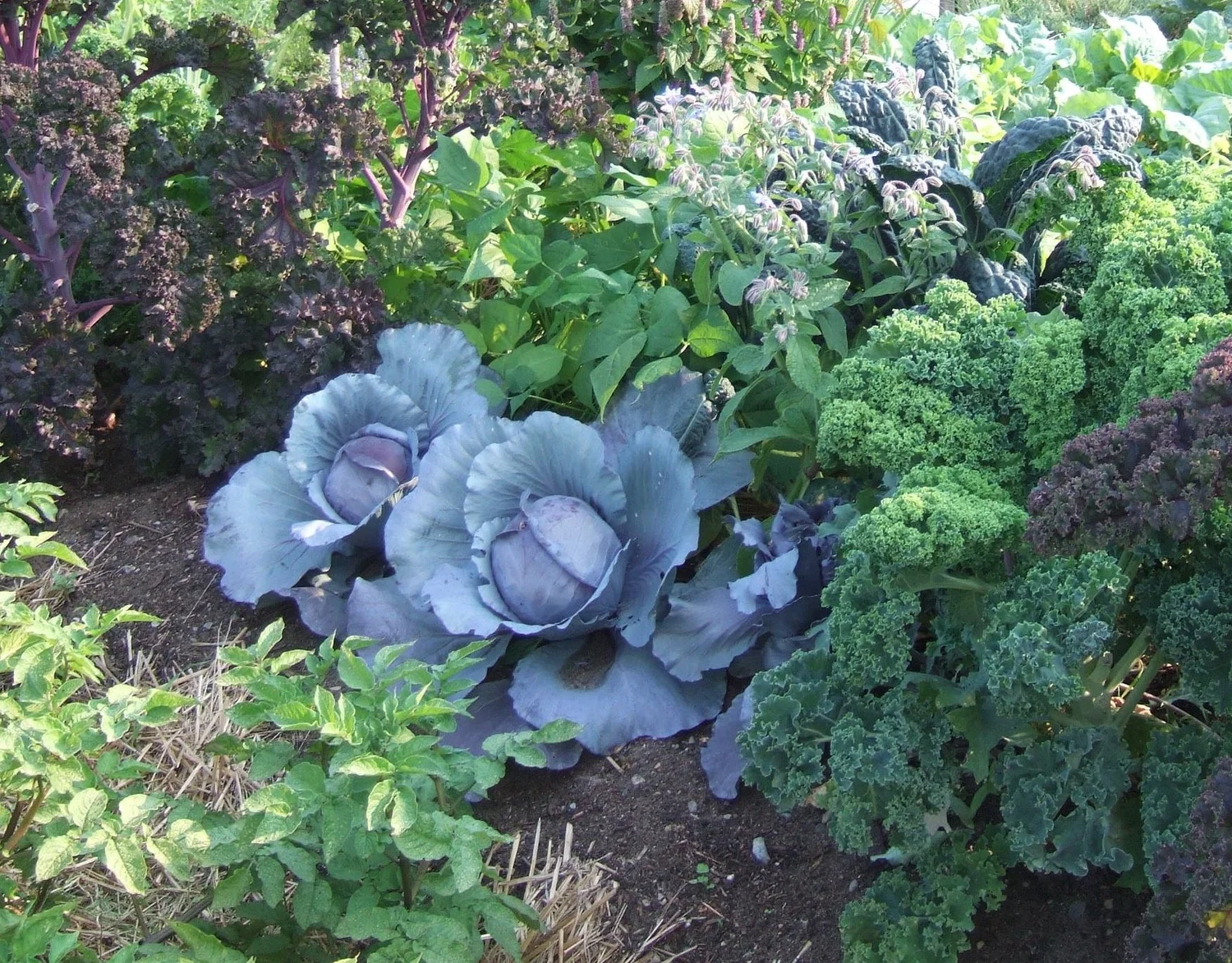 Regenerative Gardening — Home Garden Seed Association