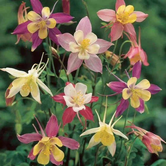 Annual Flowers that Hummingbirds Love — Home Garden Seed Association
