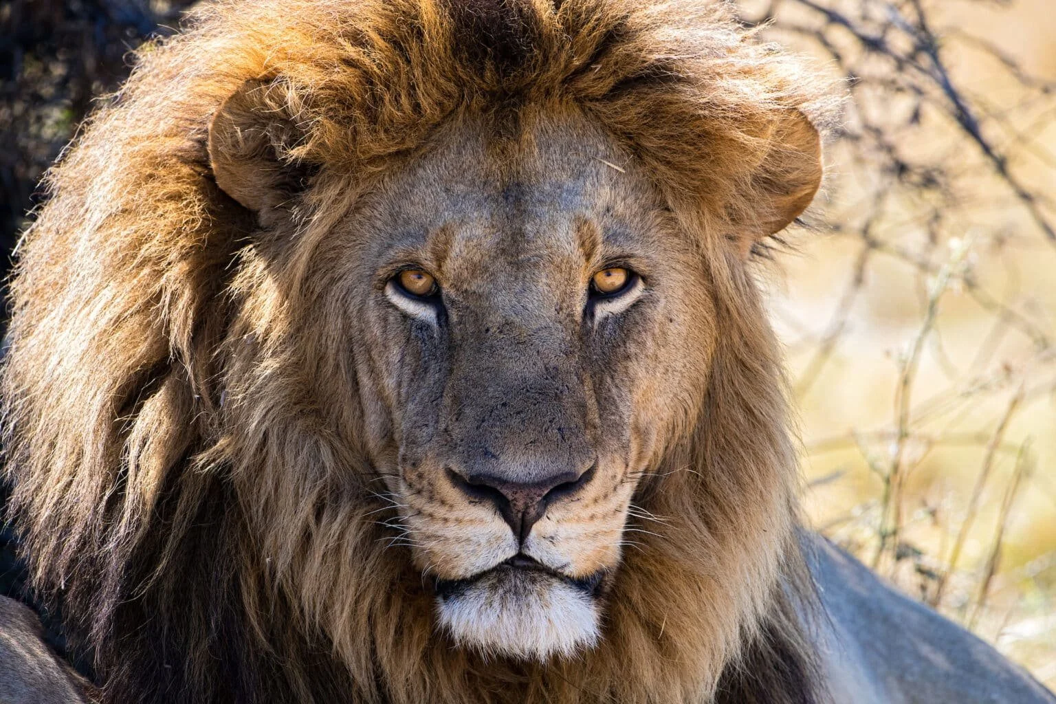 THE LION KING [1994] — Spindleworks