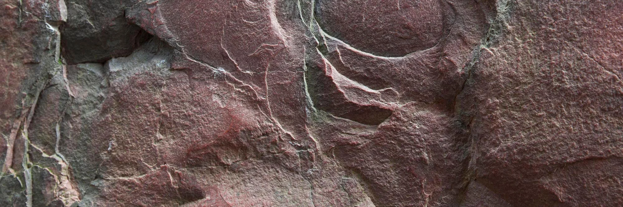 Boy Scout Merit Badge