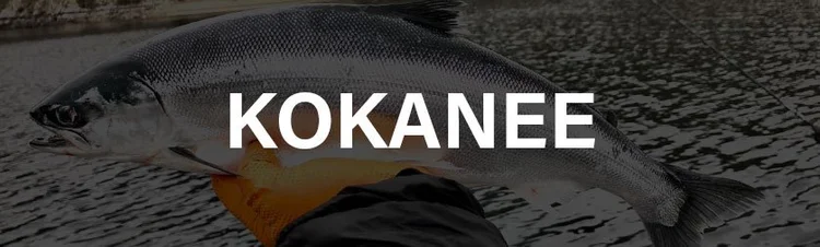 Kokanee — Austin's Northwest Adventures