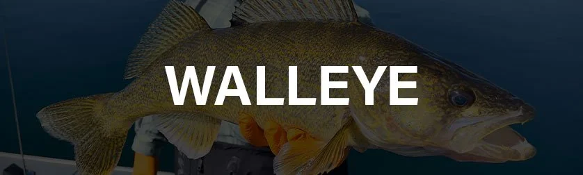 Walleye — Austin's Northwest Adventures