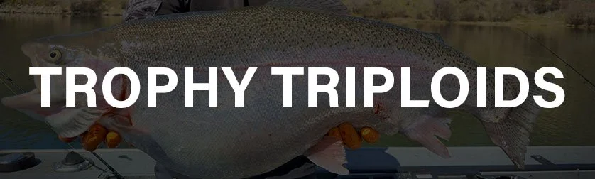 Triploids — Austin's Northwest Adventures