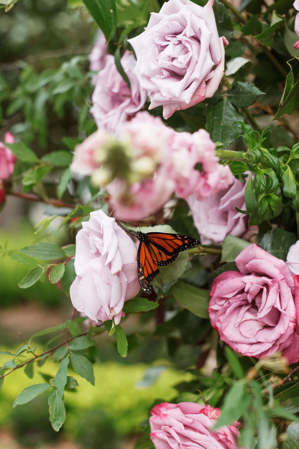 Connie and David — Petal Society