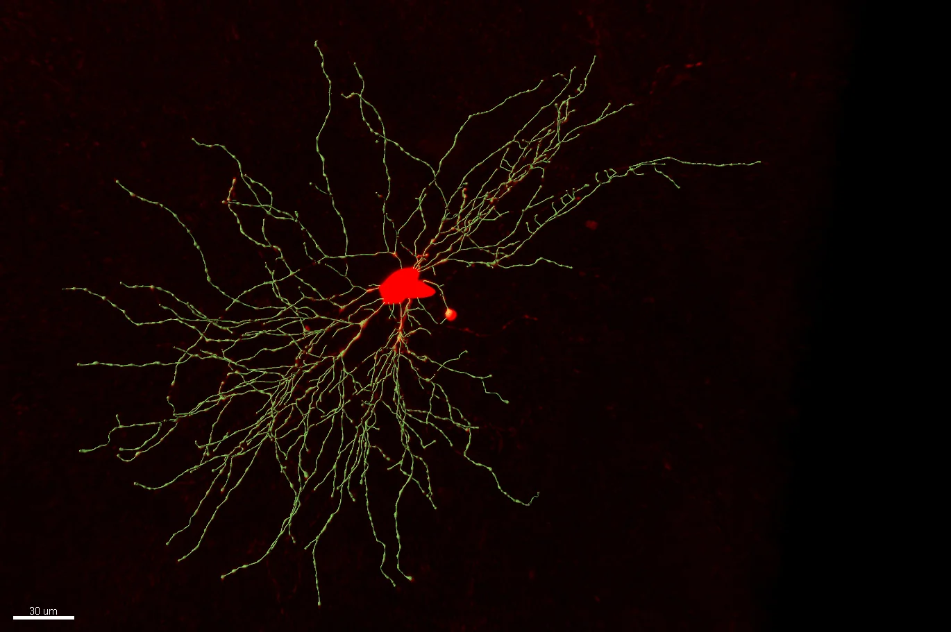 Anna Molofsky Lab @UCSF