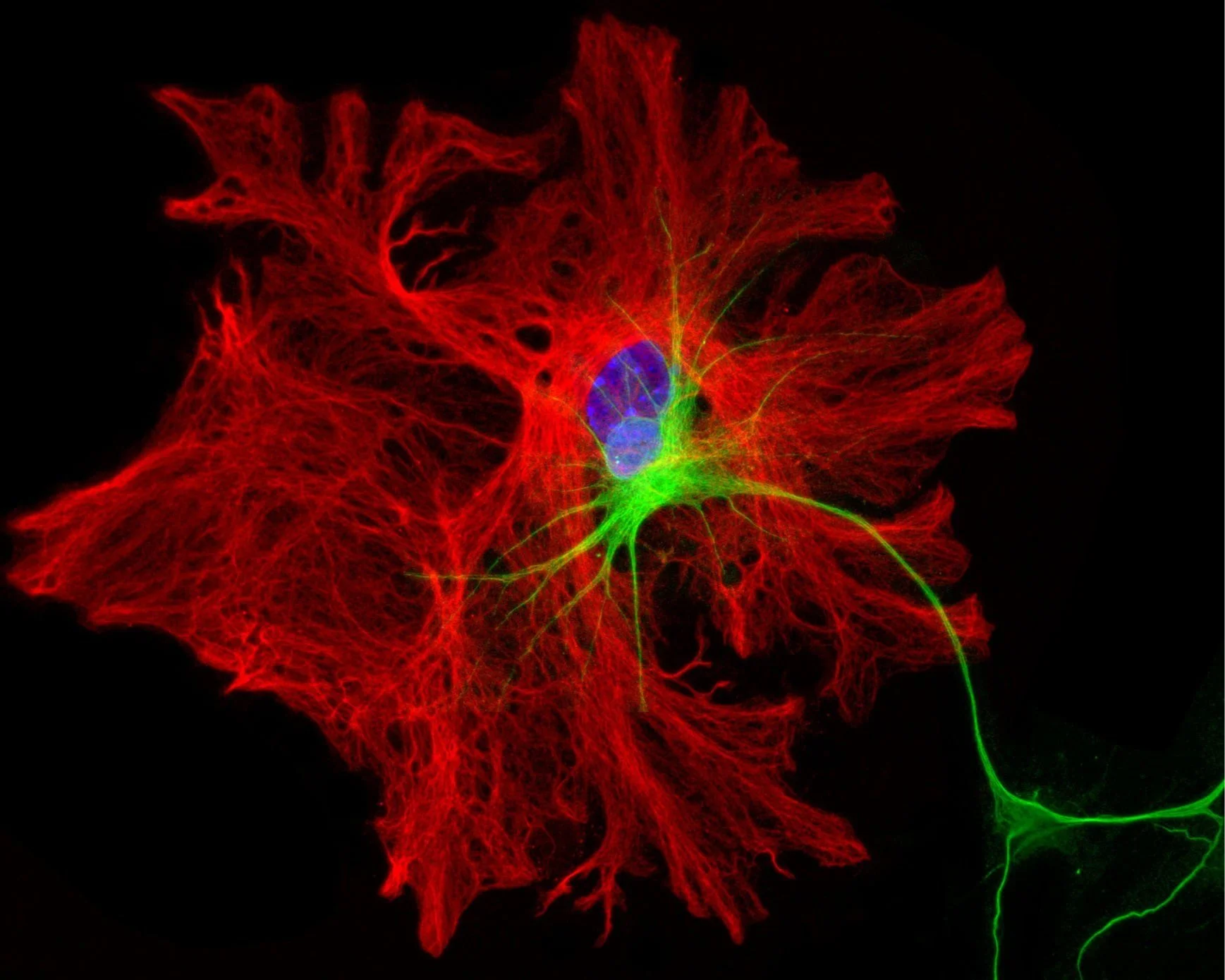 Anna Molofsky Lab @UCSF