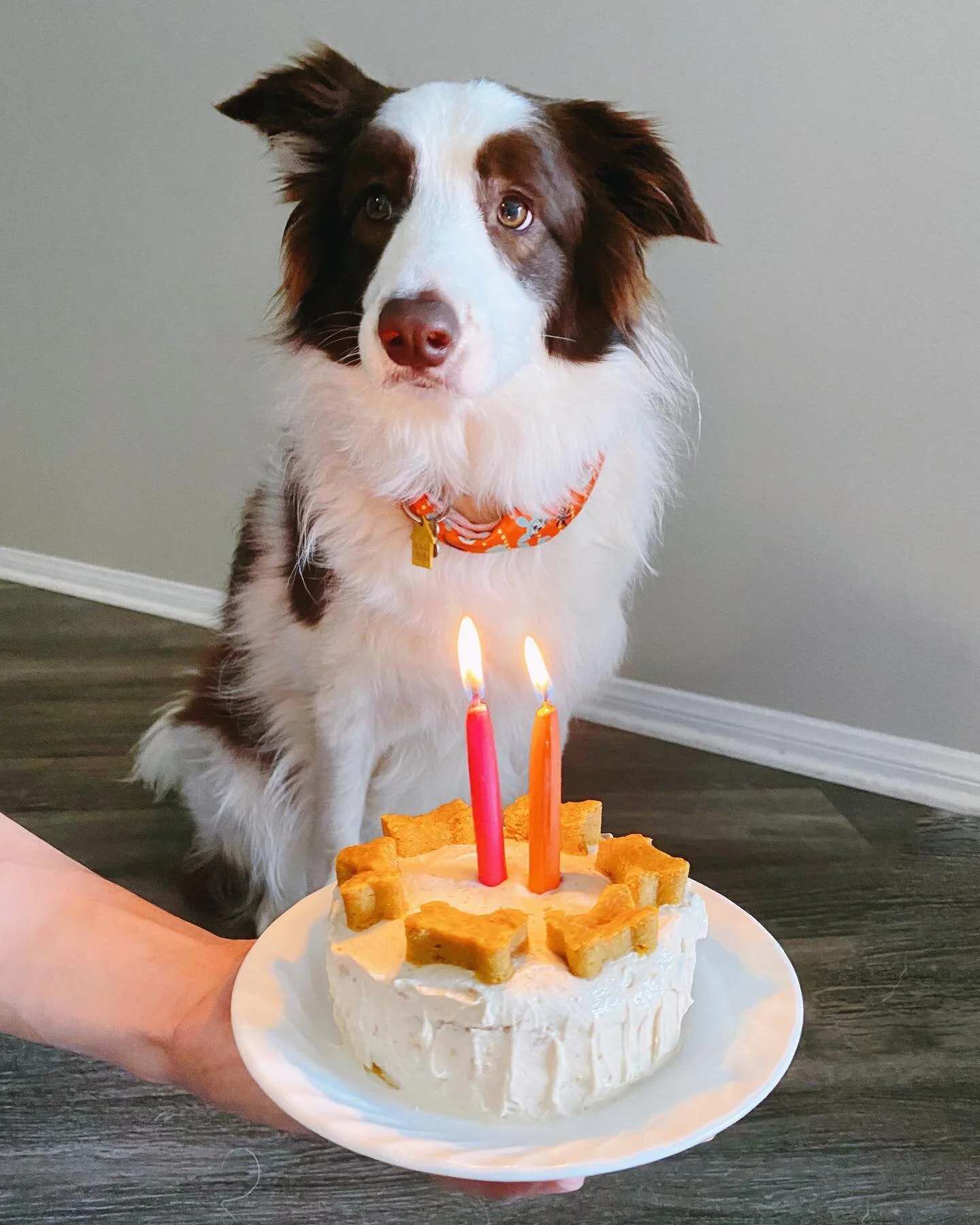 About — Mackenzie Hansen