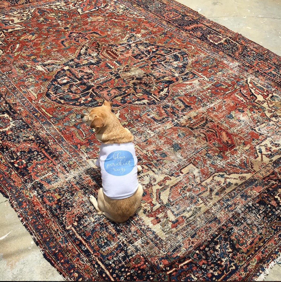 Blue Parakeet Rugs - Antique & Vintage Rugs